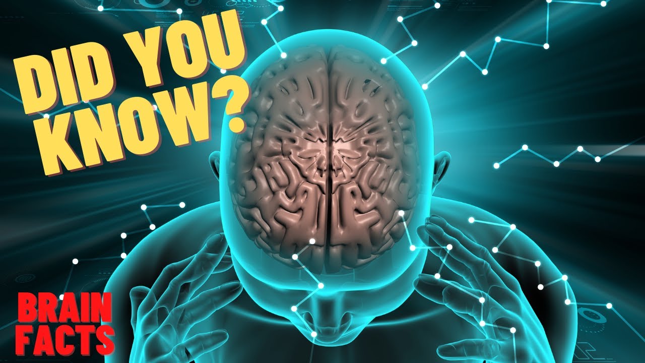 5 Fun Facts About The Human Brain - YouTube