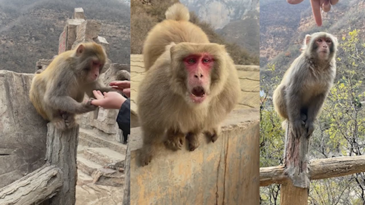 Monkey Funny Tik TOK 2020, Monkey Smart Video Vlog#9 - YouTube