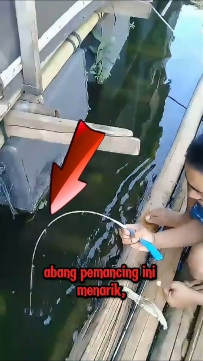 LIHAT GUYS ABANG PEMANCING INI MANCING IKAN DI RUMAH APUNG ‼️ #shorts #fishing #mancing - YouTube