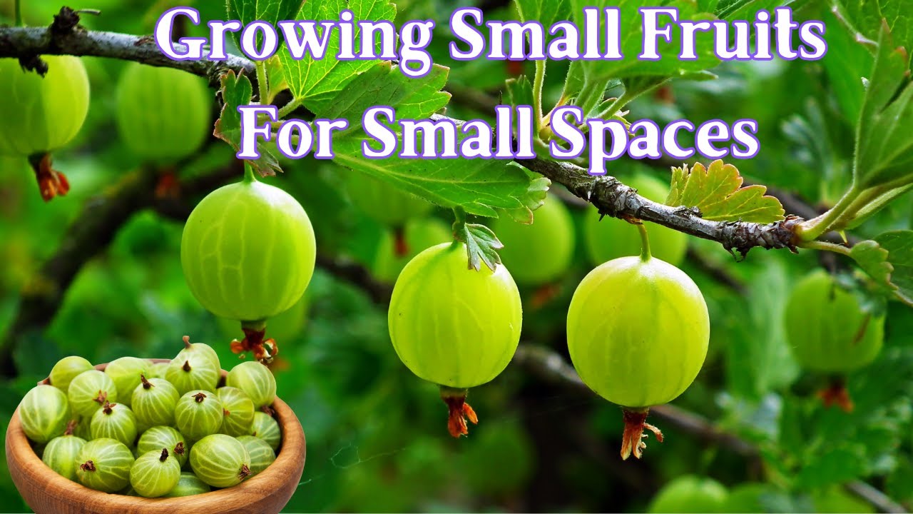 Growing Small Fruits on Small Acreage Gooseberries & Currants - YouTube
