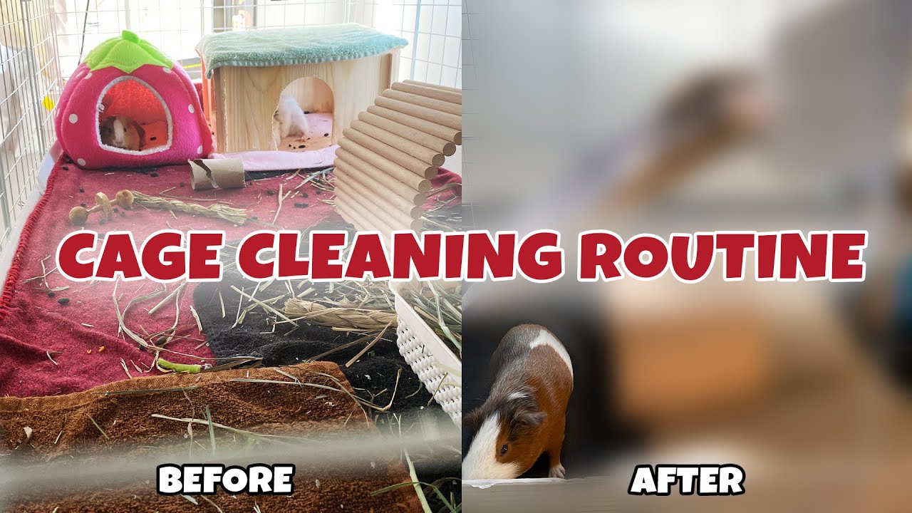 CAGE CLEANING ROUTINE FOR 10 GUINEA PIGS - YouTube