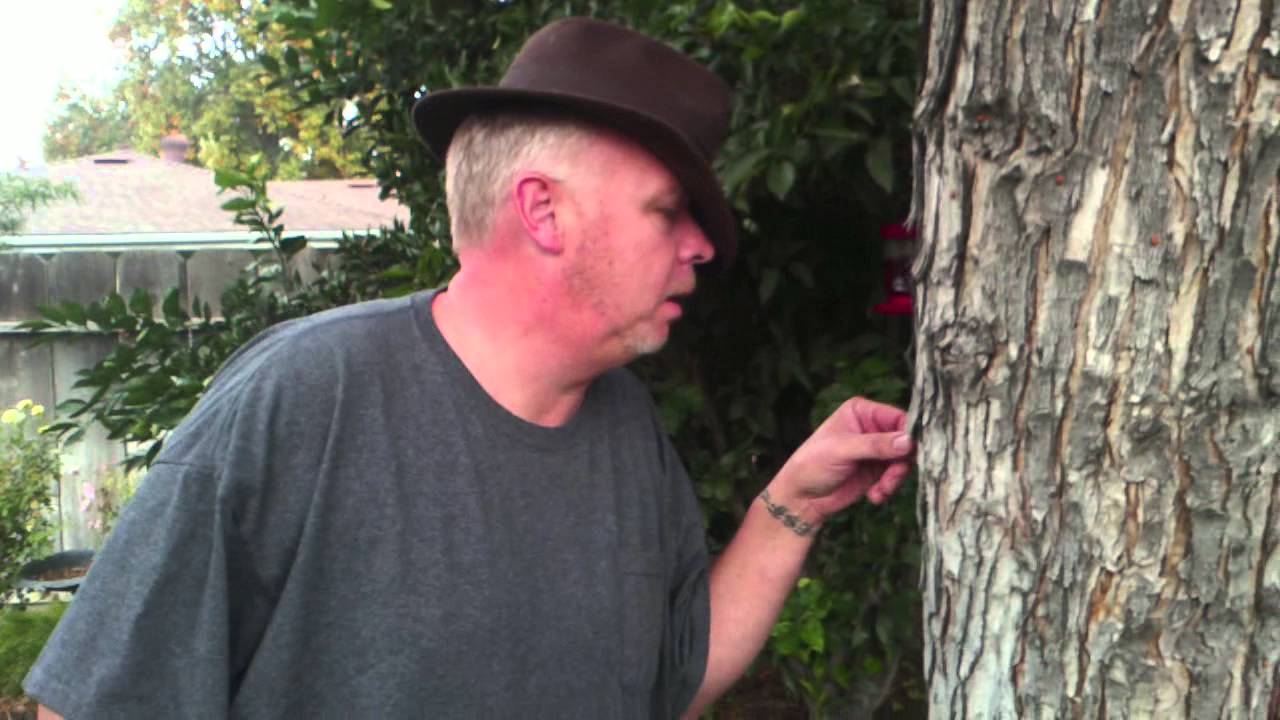 Euell Gibbons (LONNY) - YouTube