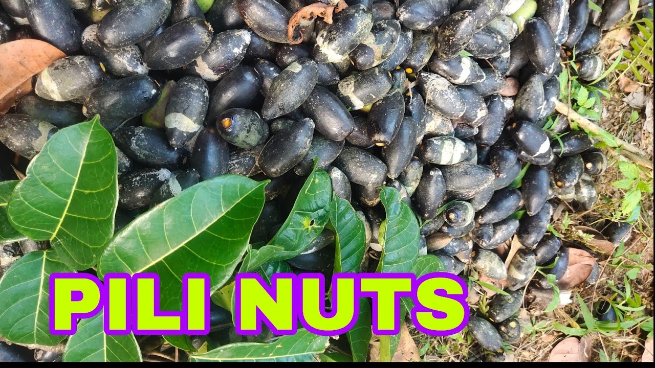 P2 PILI NUT TREE - Vlog#555/ Lagonoy Camarines Sur - YouTube