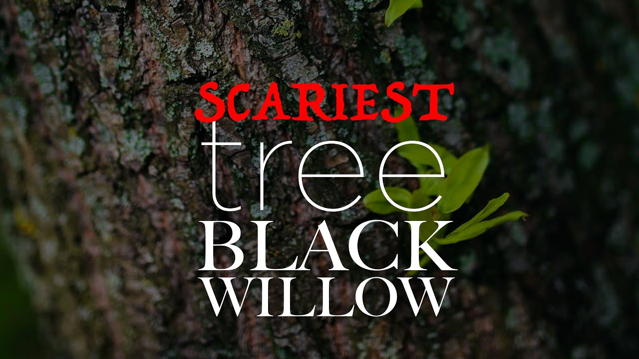 The Scariest Tree - Black Willow - YouTube
