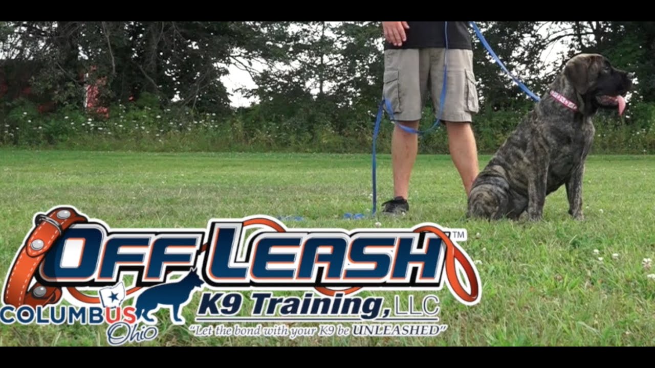 Dog Training: 5 Month Old English Mastiff, Honey! Before/After 2 Week ...