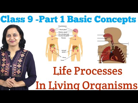 Life Processes In Living Organisms | Class 9 | Part 1 | Basic Concepts ...