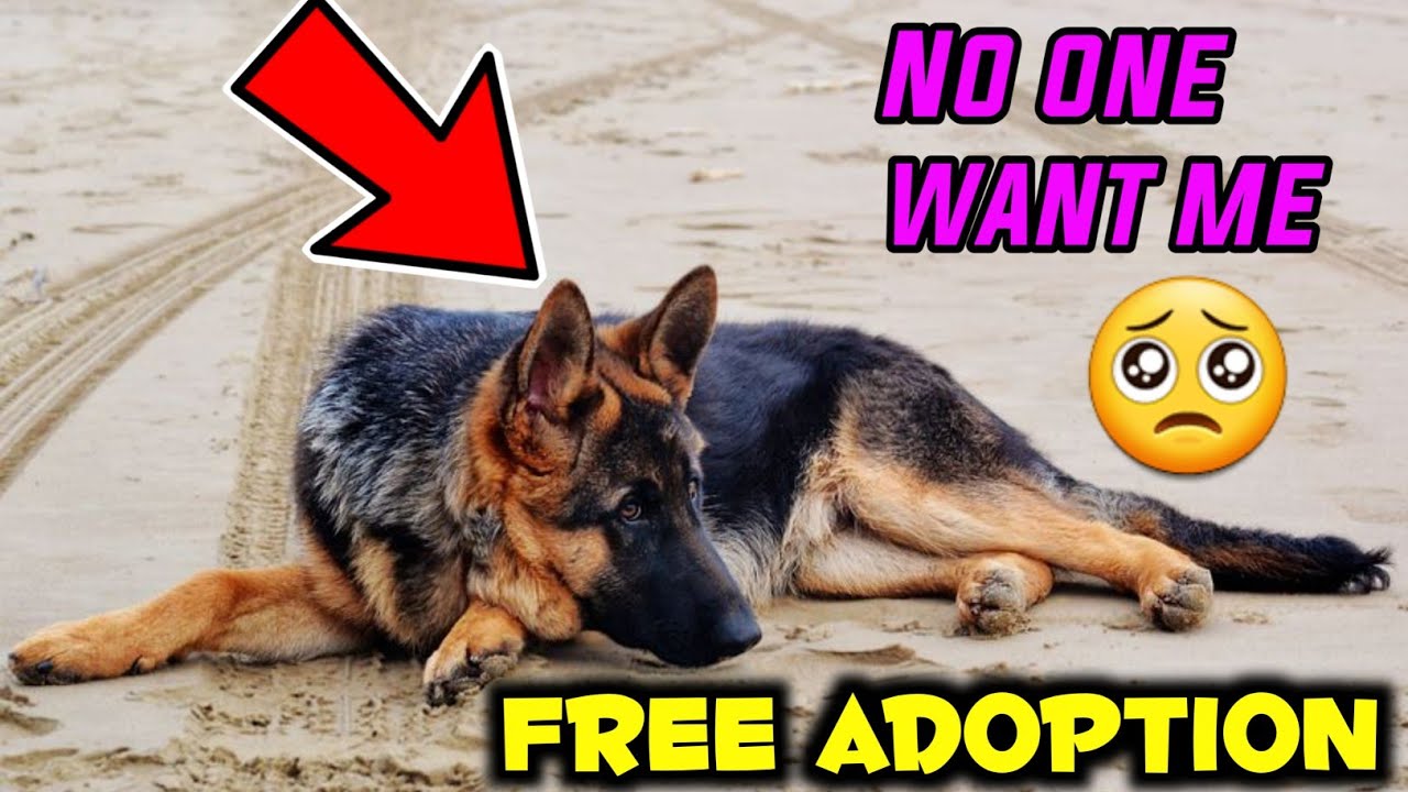 german shepherd puppy for free adoption || free adoption - YouTube