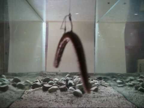 Wave Worms Tiki Stick versus Yamamoto Senko 2 - YouTube