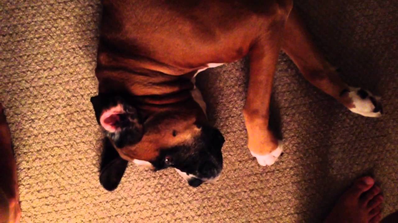 Farting on my dog compilation 3 - YouTube