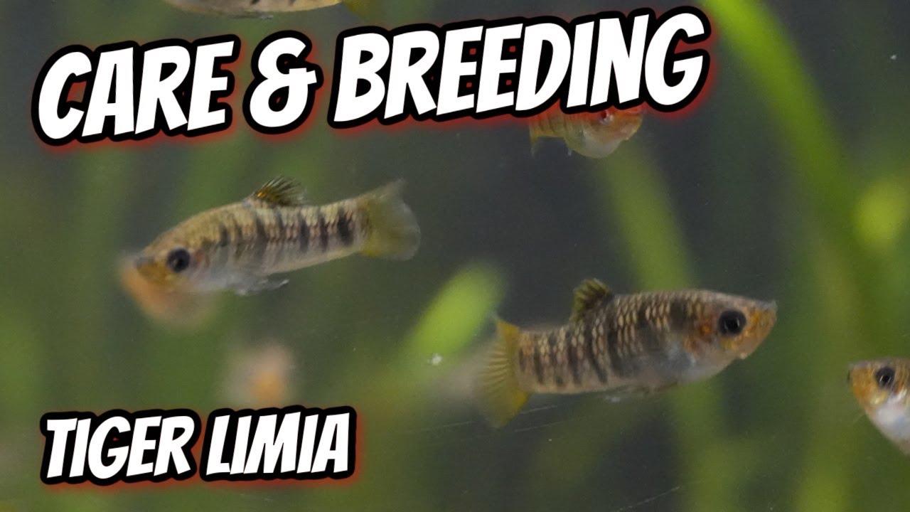 My Favorite Unique Livebearer! Tiger Limia Care and Breeding - YouTube