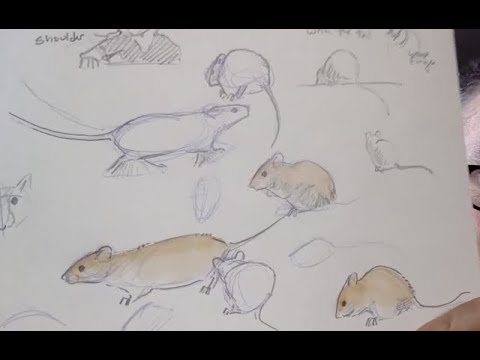 Let's Draw Mice! - YouTube