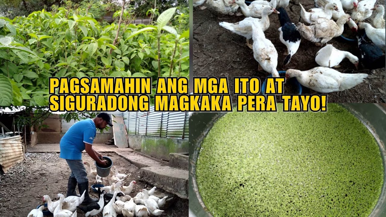 PAGSAMAHIN ANG MGA ITO AT SIGURADONG MAGKAKA PERA TAYO - YouTube