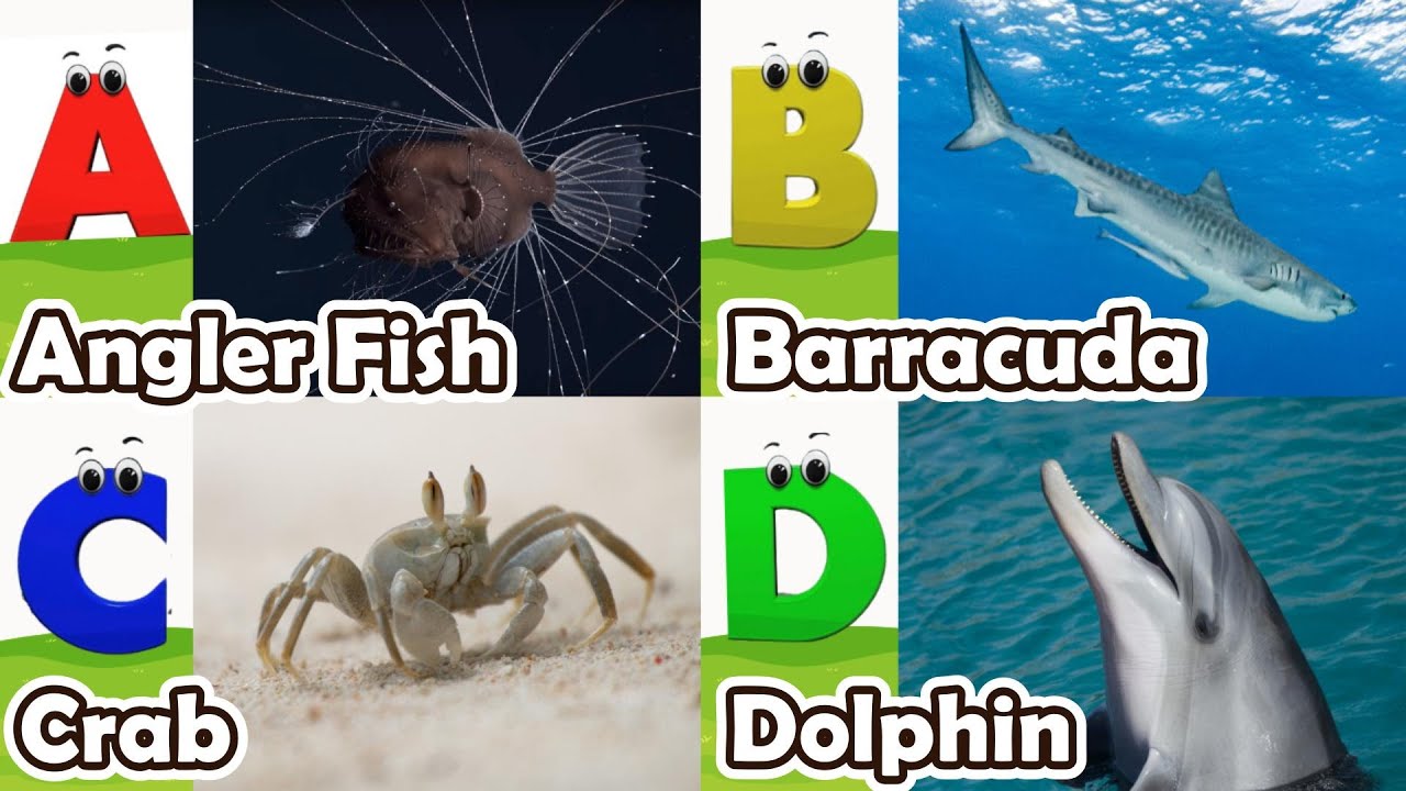 ABC Sea Animals song | Learn Alphabets | English and Animals for Kids ...