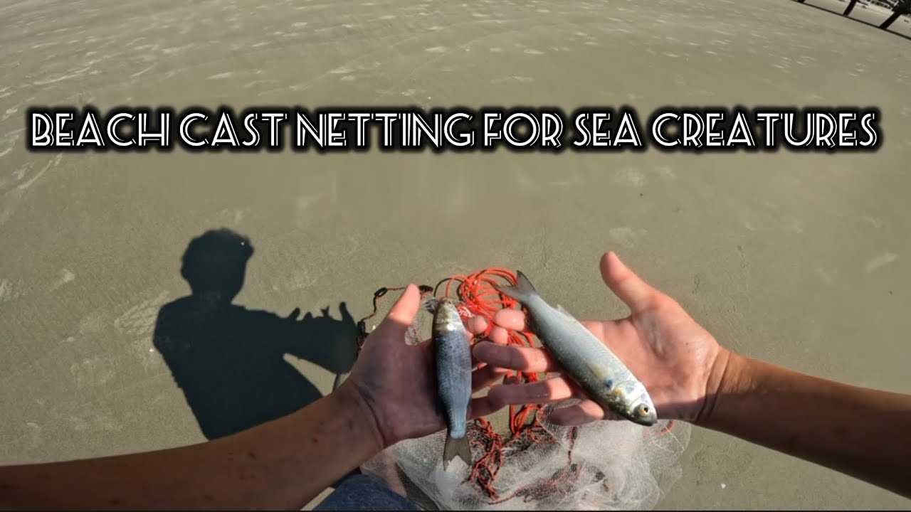 Beach Cast Netting for Tons of Sea Creatures - YouTube