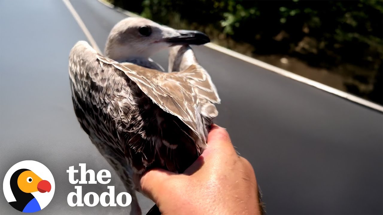 Guy Chases Down Injured Seagull And Puts Him In His Car | The Dodo ...
