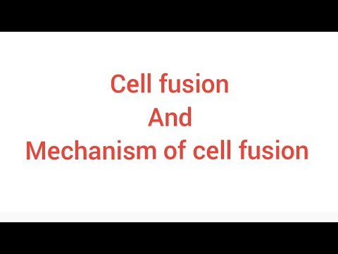 cell fusion and mechanism of cell fusion - YouTube