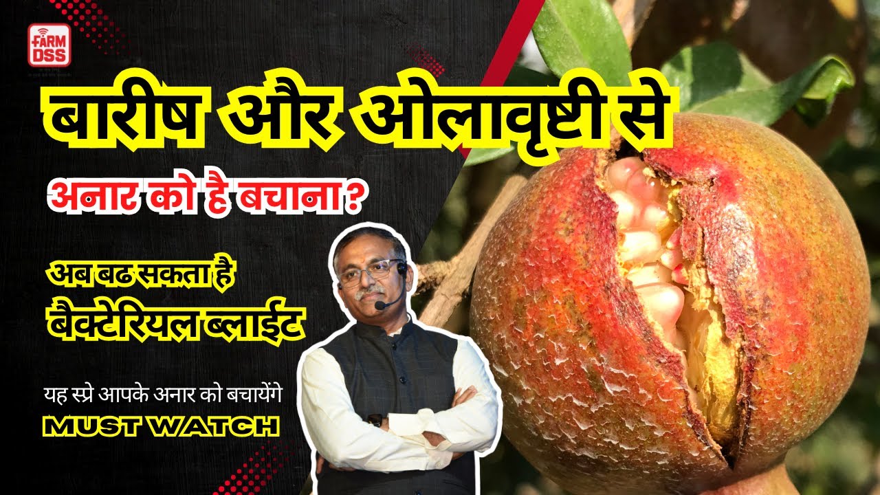 Bacterial Blight vs Rain अब बढ सकता है बैक्टेरियल ब्लाईट @BTGore - YouTube