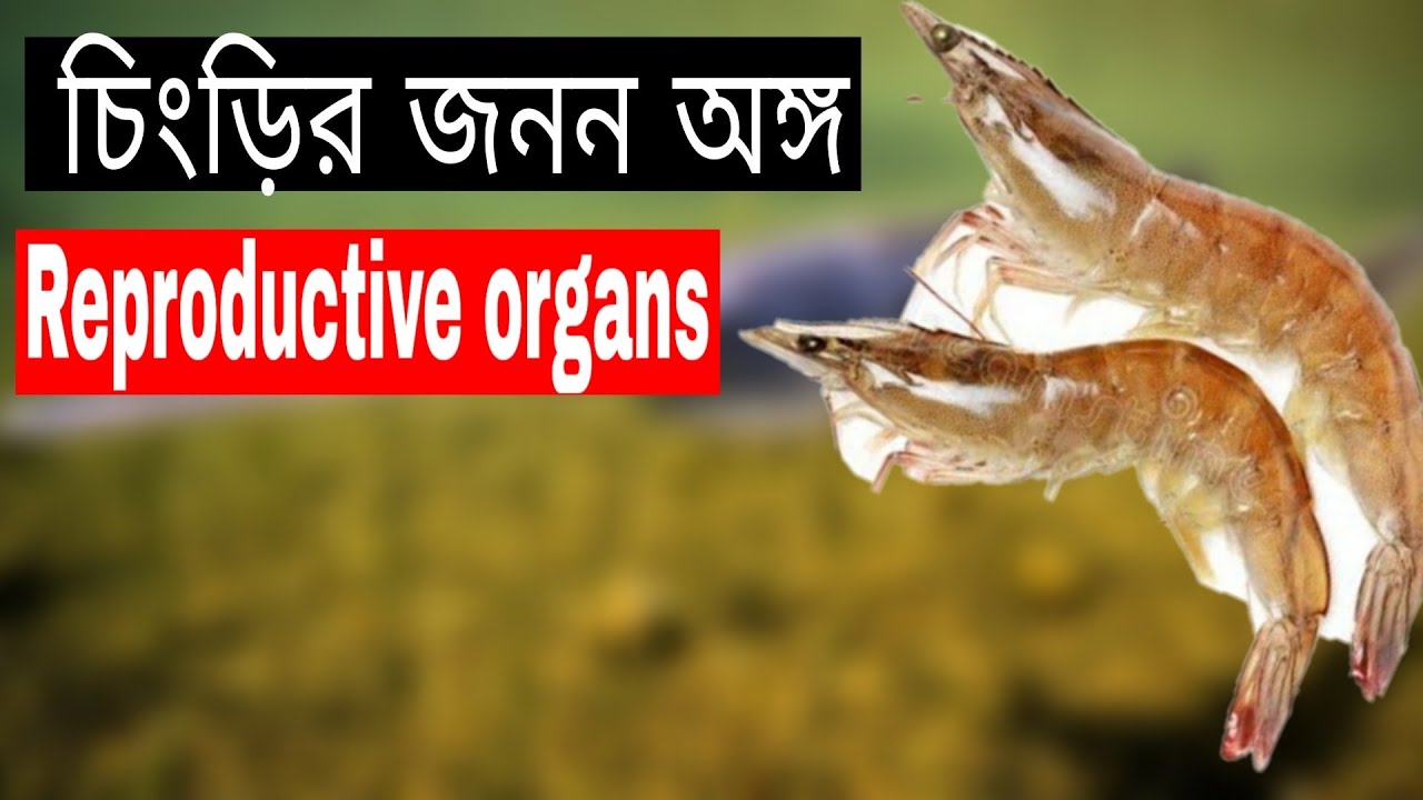 Male Reproductive organs of a prawn | Vannamei Culture | part-14 | BM ...