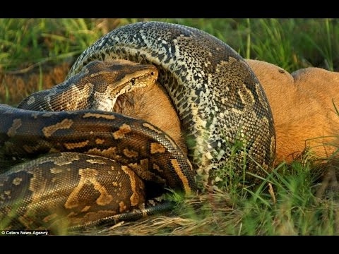 Snake Documentary | Animals Planet Documentary World's Deadliest Snakes ...