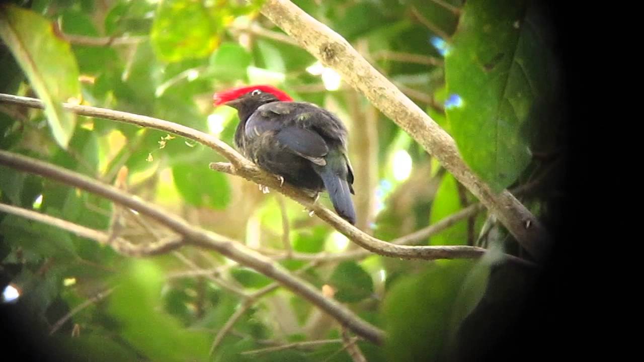 Helmeted Manakin - Antilophia galeata - Pantanal, Brazil - YouTube