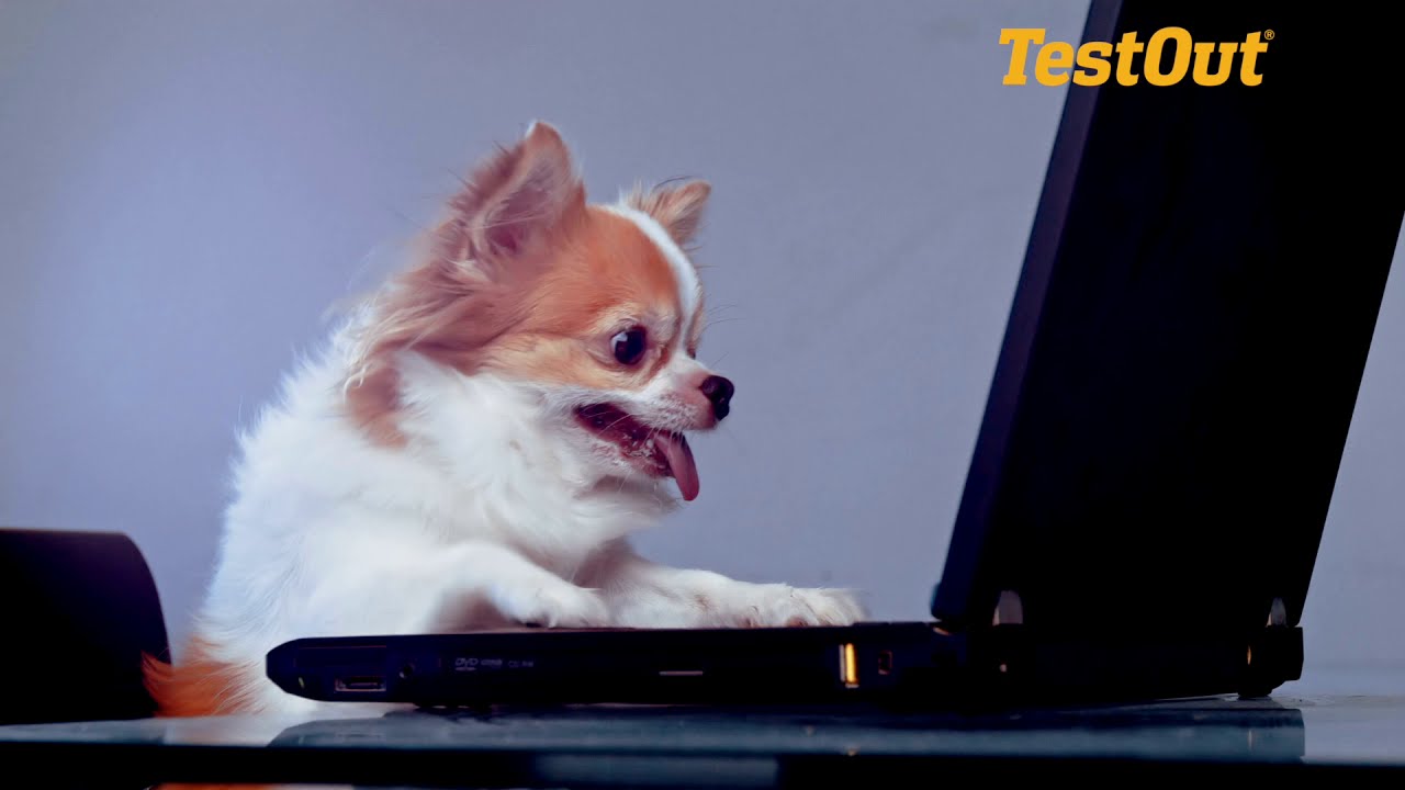 Even this Cute Puppy Can Master Microsoft Office with TestOut Office ...