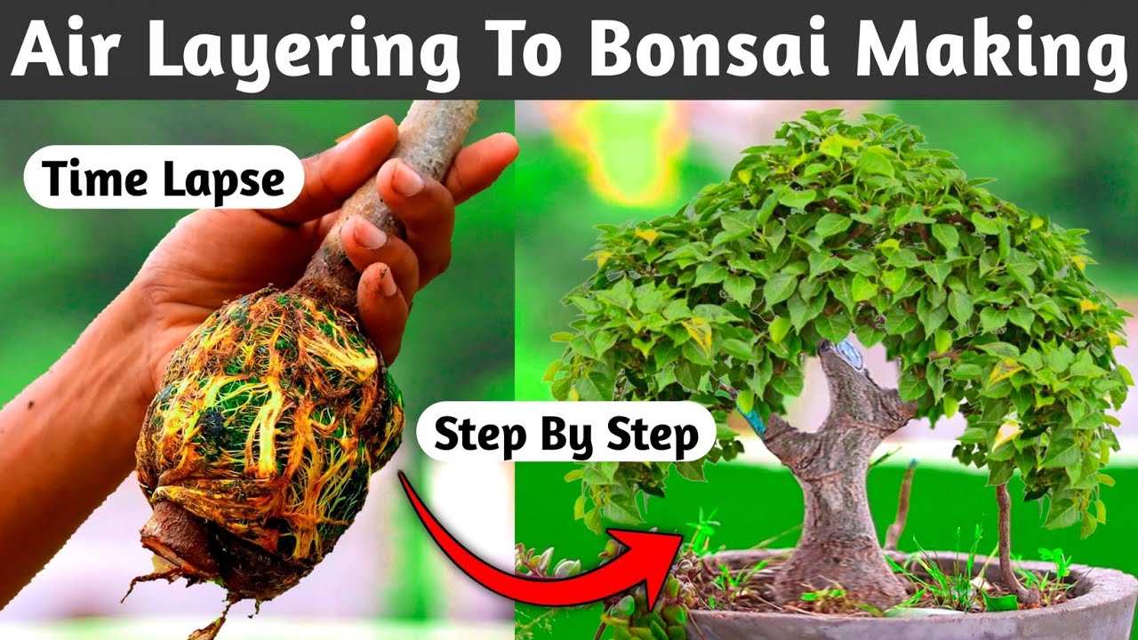 Bonsai Air Layering Propagation