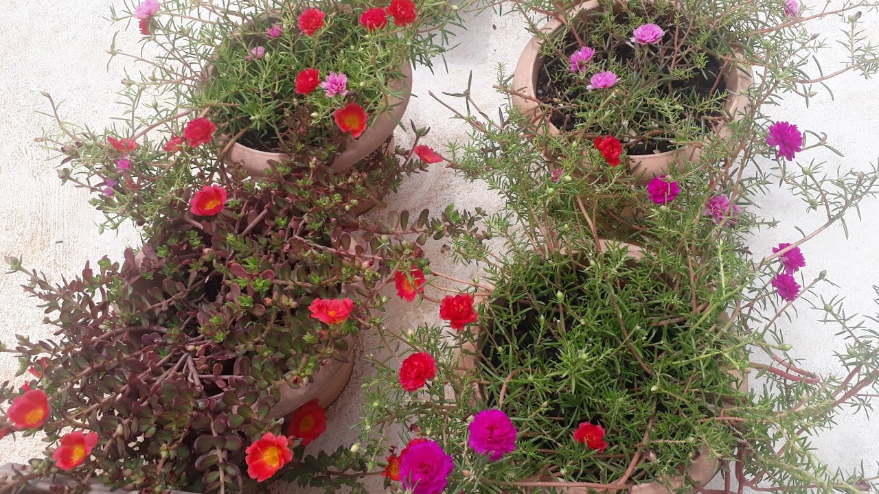 கலர் கலரா டேபிள் ரோஸ் வளர்ப்பது எப்படி? How to Grow Table Rose - YouTube