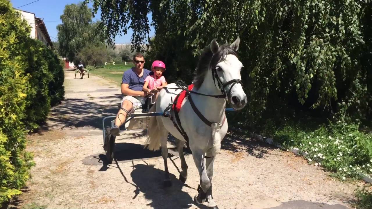 Mini Trotter Training - YouTube