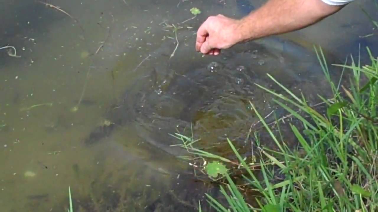 hand feeding a bass/feeding bass/bass fishing/florida bass/pet bass ...