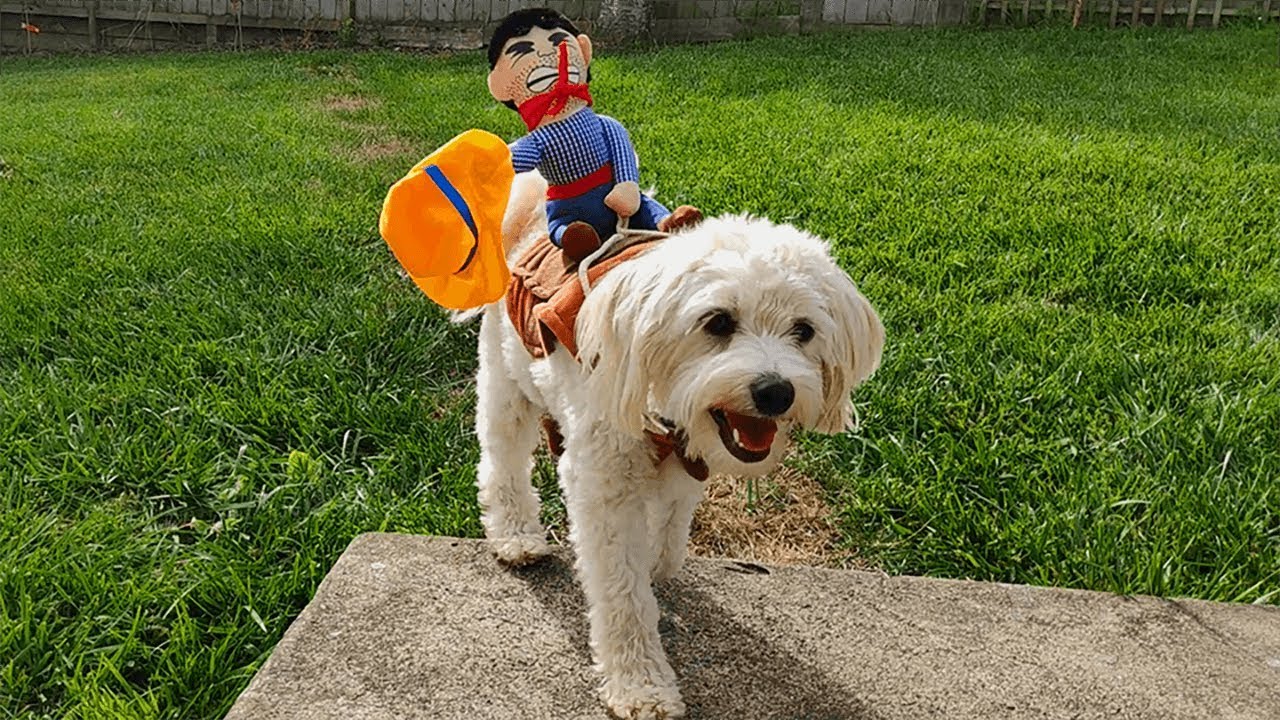 Cowboy Riding Cute Dog - YouTube