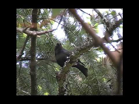Brown-headed Cowbird song Victoria, BC - YouTube