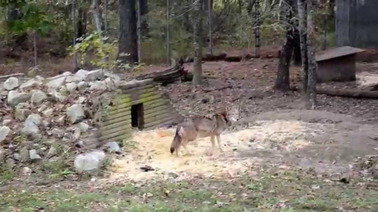 Red wolves at the Sewee Center - YouTube