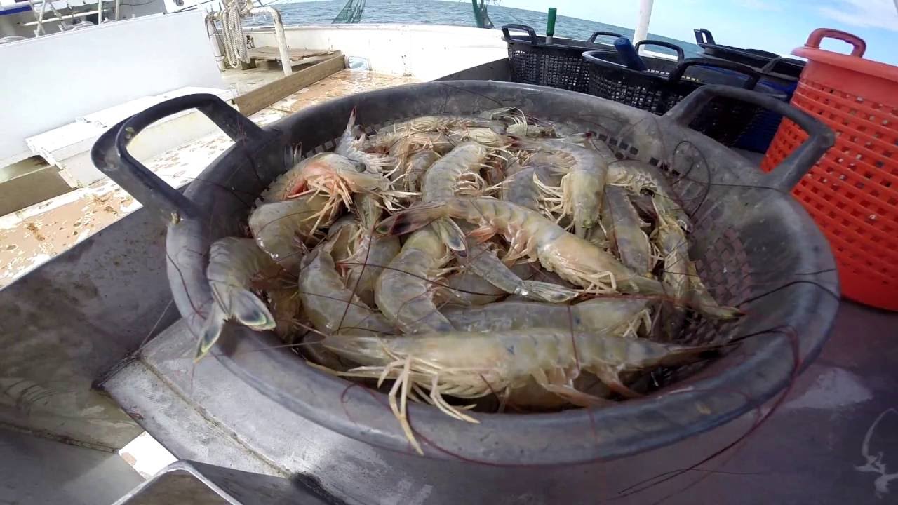 Mayflower Shrimping - Certified - YouTube