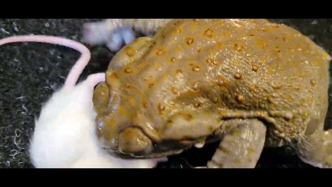 Bufo Alvarius | Sacred Toad | Live Feeding - YouTube