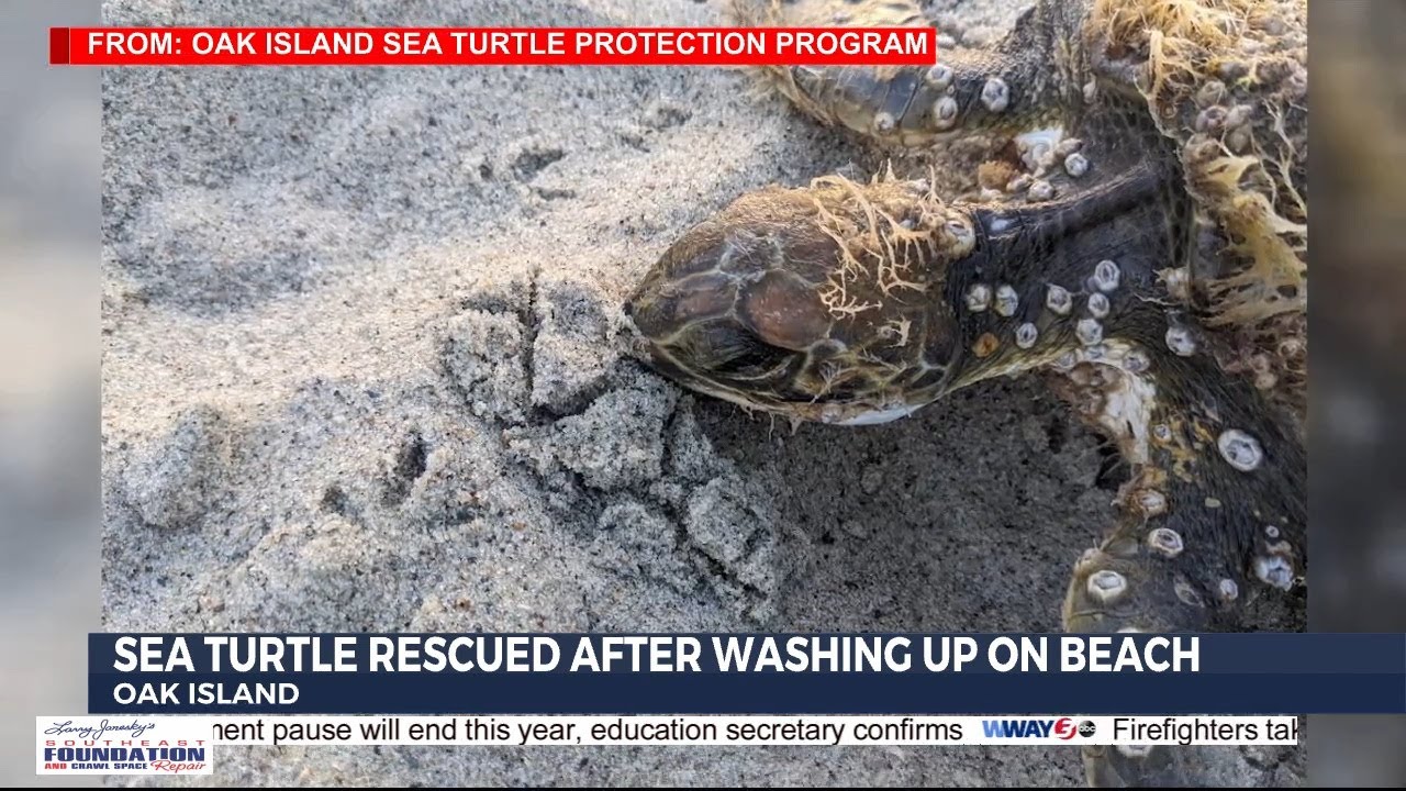 Sea turtle rescued after washing up on Oak Island beach - YouTube