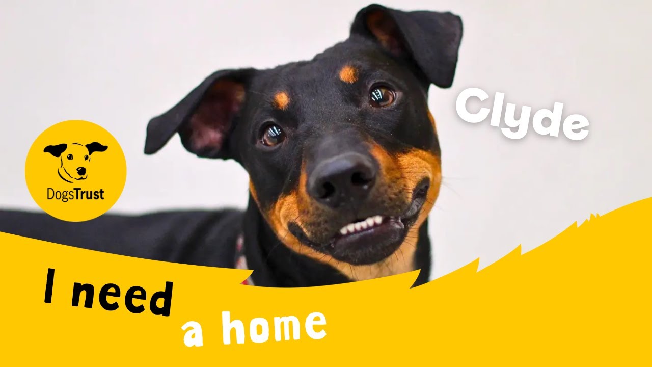 Clyde the clever Crossbreed | Dogs Trust Manchester - YouTube