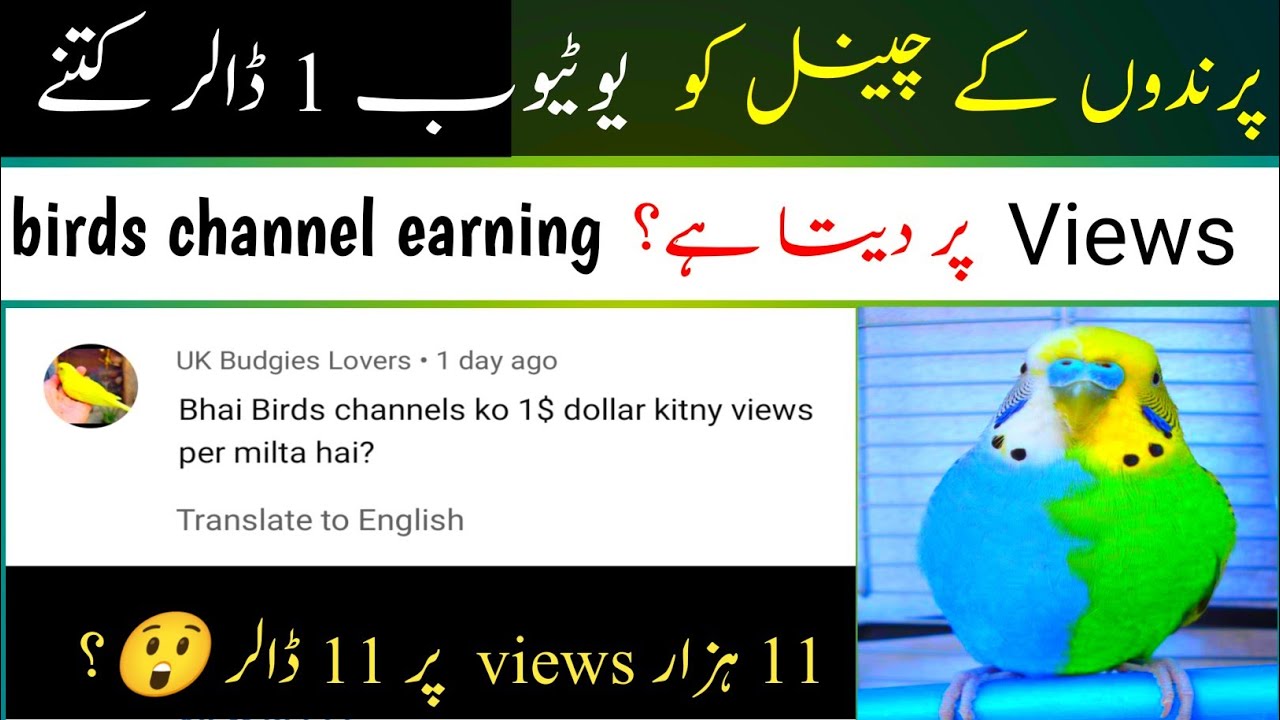 Birds YouTube channel earning| pets channel - YouTube