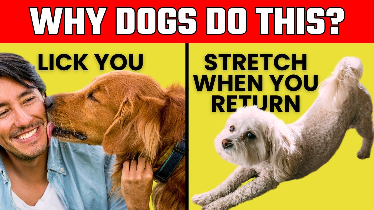 13 BIZARRE Dog Behaviors FINALLY Explained 🔥 - YouTube