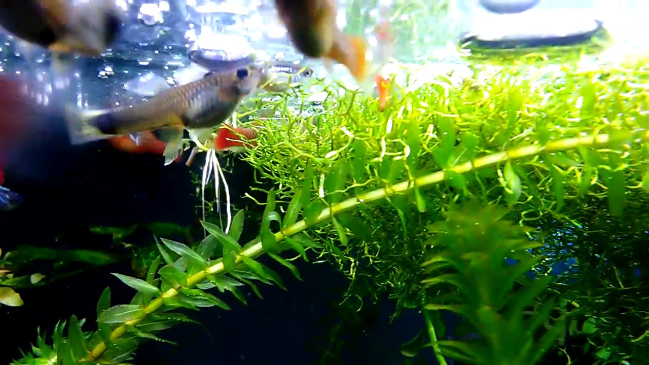 Awesome Guppy With Unique Color Pattern - YouTube