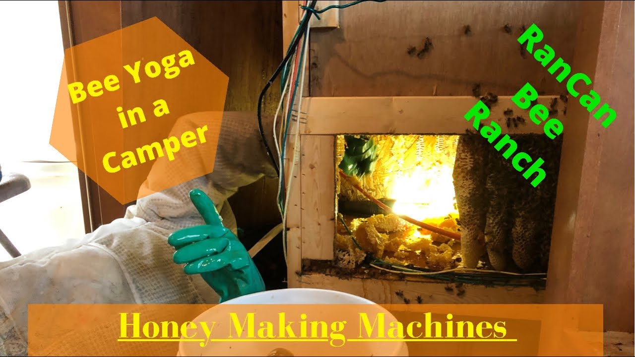 Did We Get the Queen? Removing bees from a camper. - YouTube