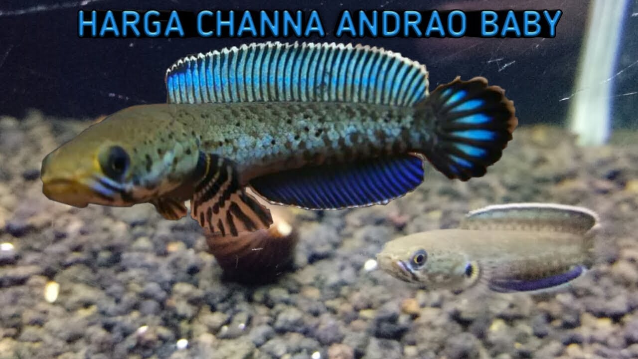 Channa Andrao Baby || Harga Channa Andrao - YouTube