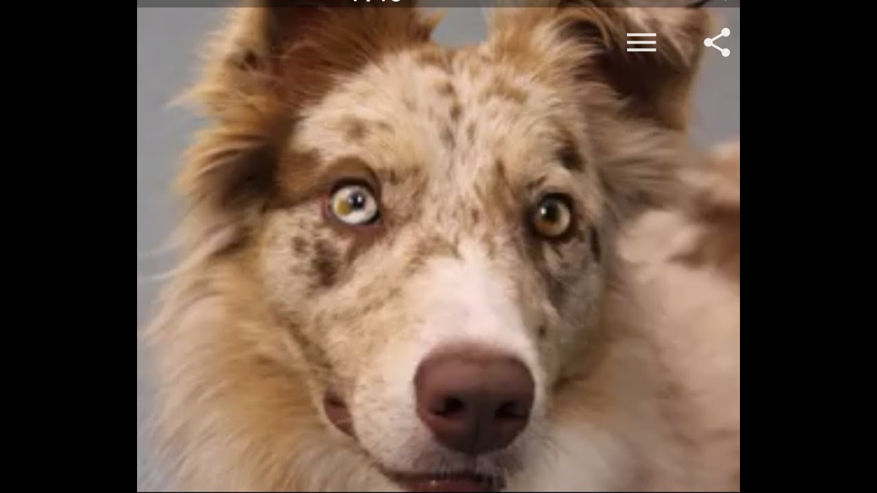 Keeva The Red Merle Border Collie in "Herding Birds" & I Figure Out ...