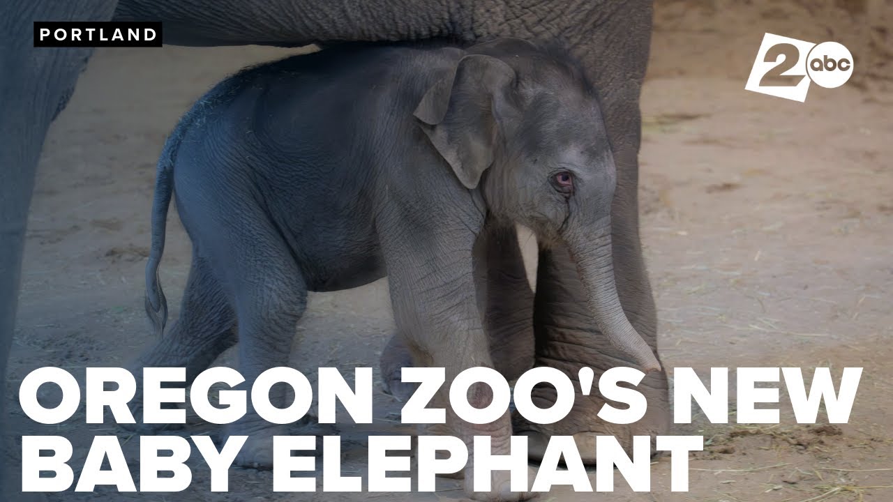 The Oregon Zoo welcomes a new baby elephant. Rose-Tu gave birth on ...