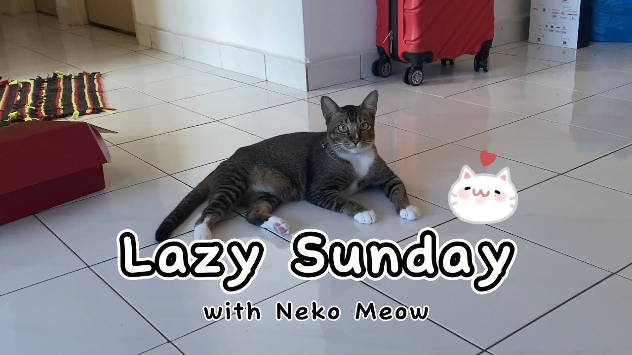 Lazy Sunday Kitty Daze - YouTube