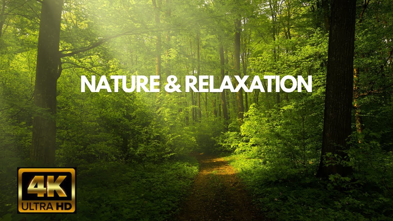 The Relaxing Sound Of Nature (4K Video) - YouTube