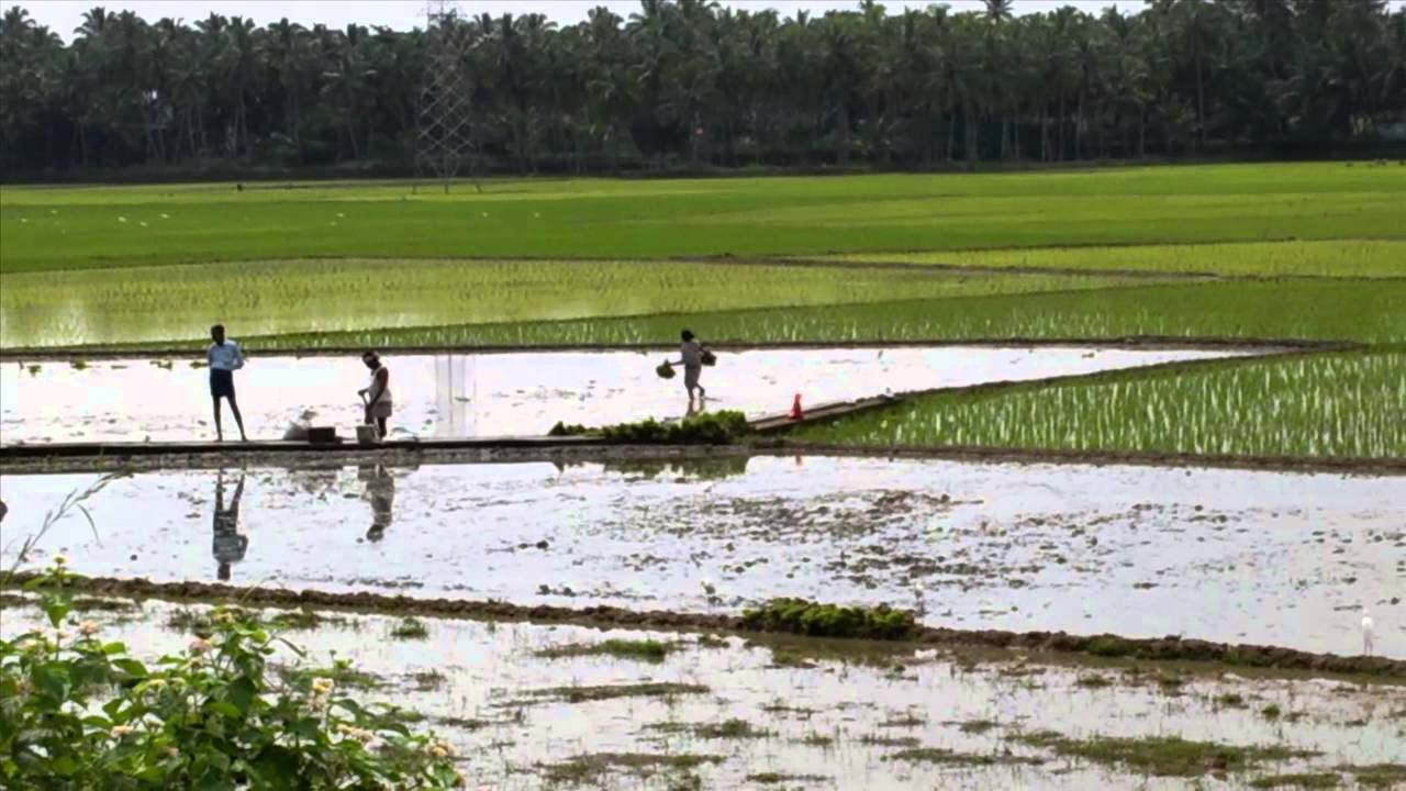 Incredible India Rice Farming - YouTube