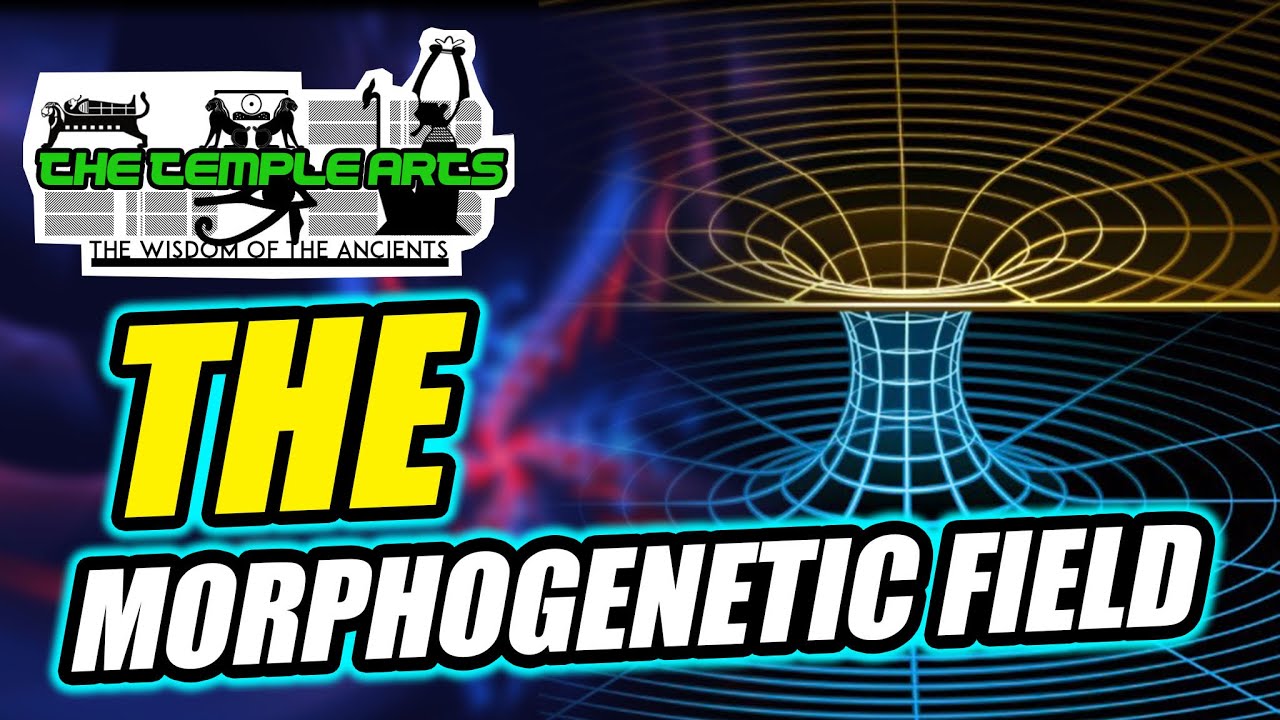 Unlocking the Power of the Morphogenetic Field: The Blueprint of Life - YouTube