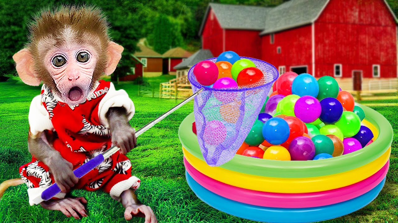 Monkey Baby Bon Bon plays with full of colorful ball in the pool - YouTube
