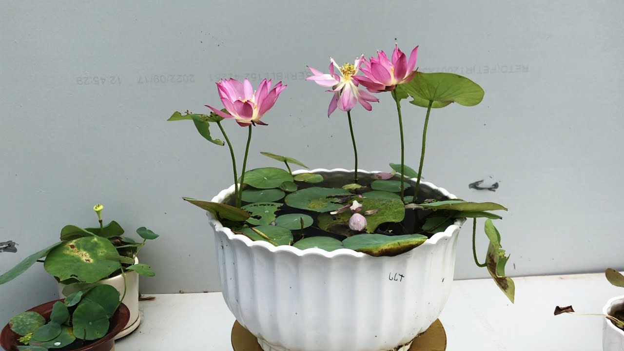 Grow micro lotus at home | little lantern lotus - YouTube