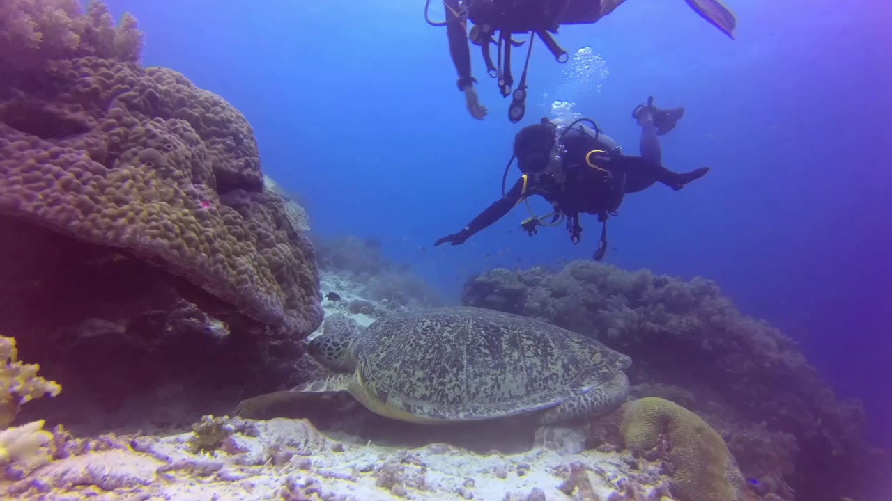 bohol dive - YouTube